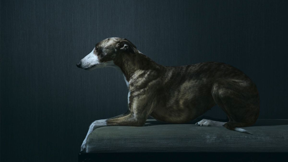What is a sighthound? 29 sighthound breeds and what you need to know ...