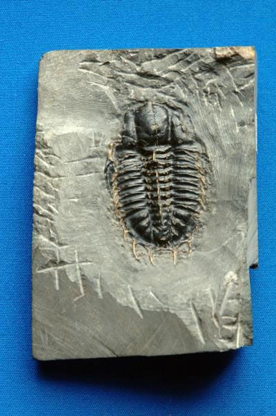 Strange Sunspot Looks Like Prehistoric Trilobite | Space