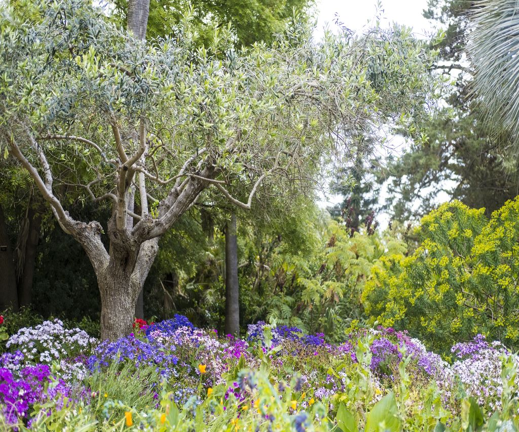 12 of the best statement trees to bring drama to your yard | Homes and ...