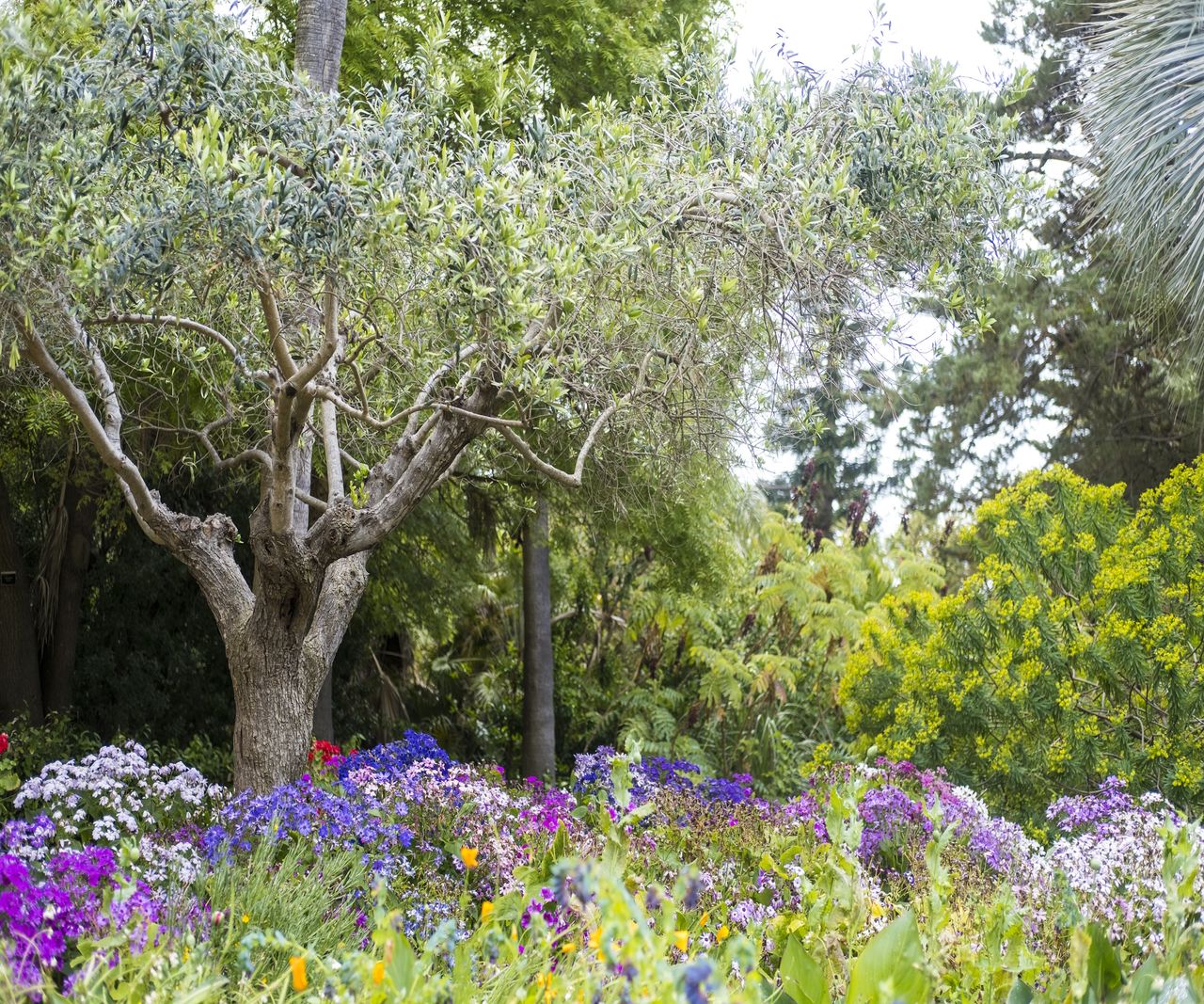 12 of the best statement trees to bring drama to your yard | Homes and ...