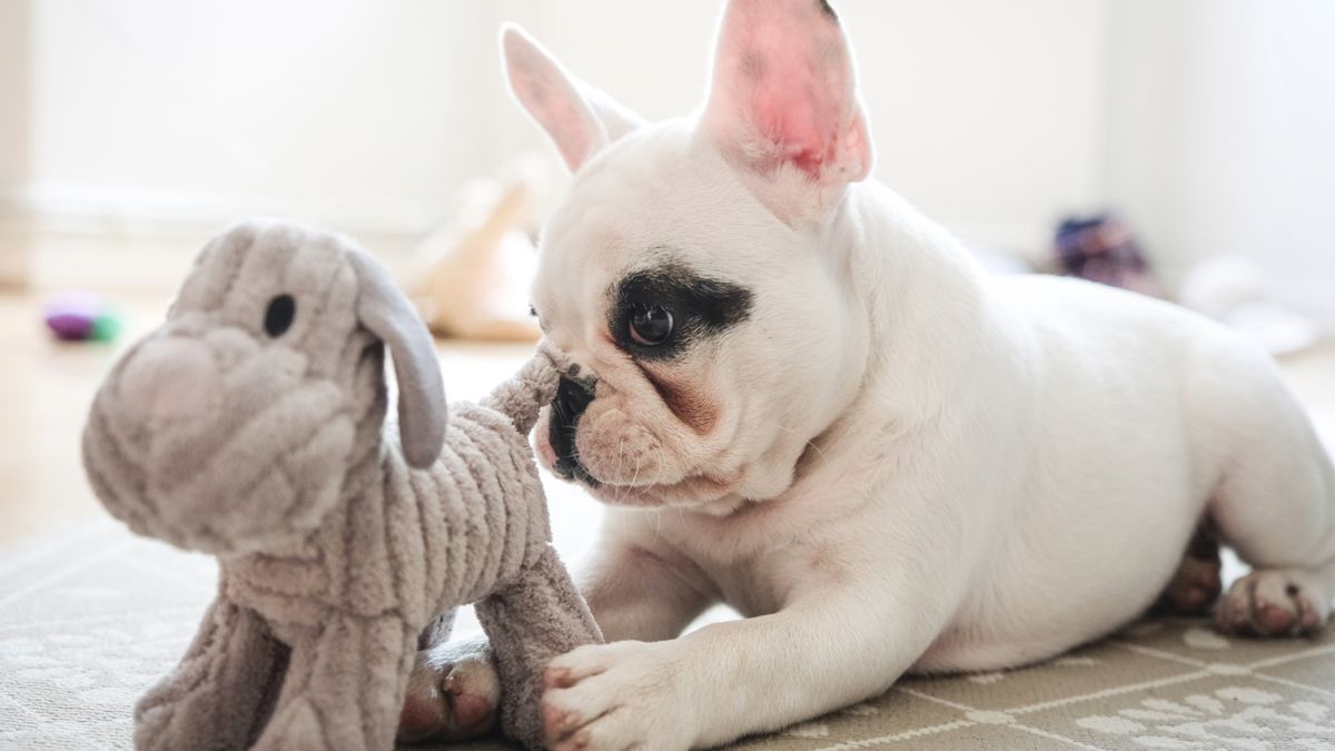 32 cutest dog breeds from around the world | PetsRadar