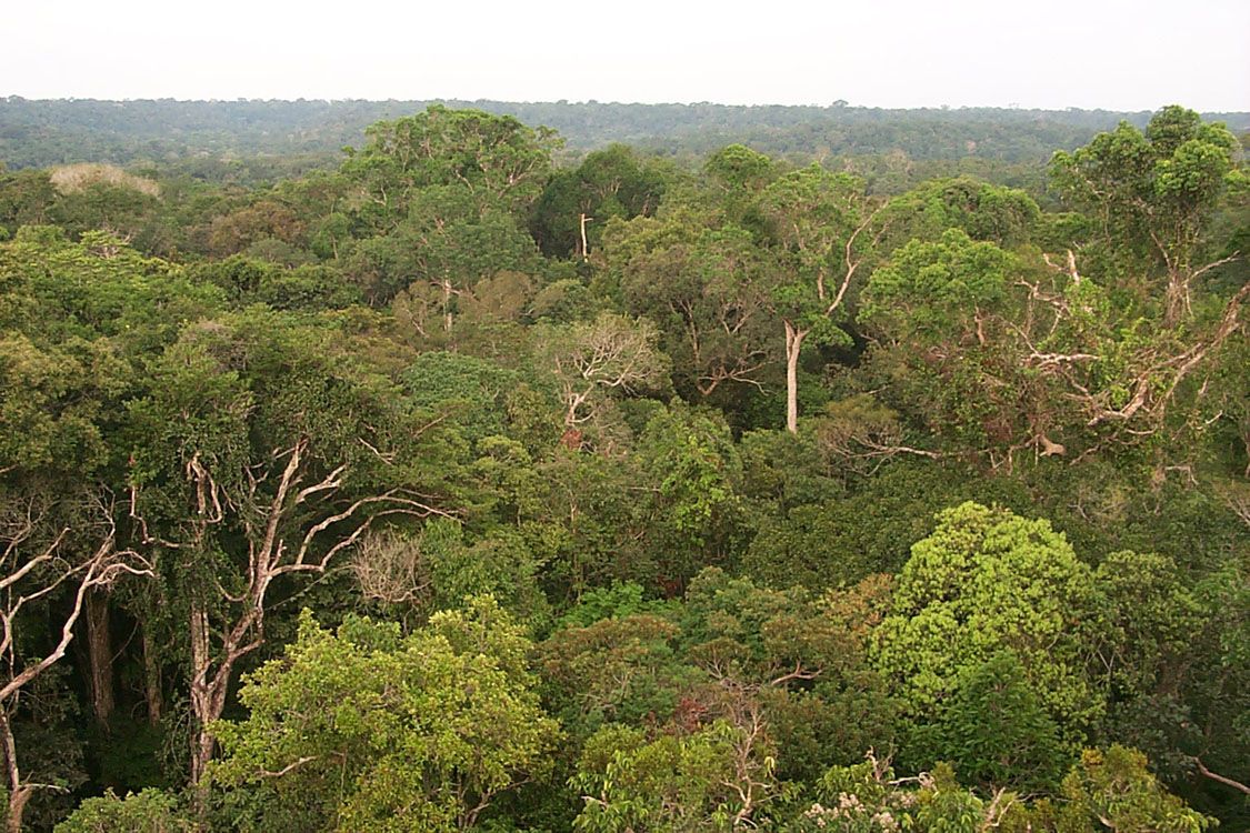 Global Warming Forecast for Amazon Rain Forest: Dry and Dying | Live ...