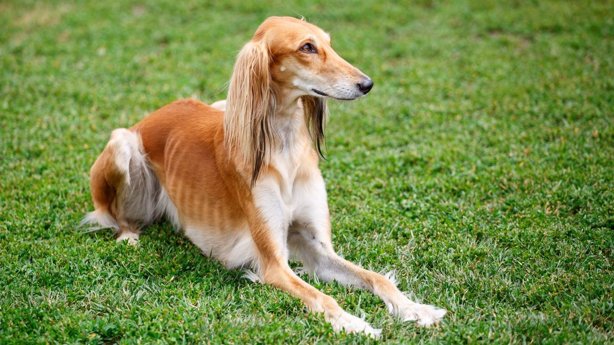 Sighthounds: What they are and the different types | PetsRadar