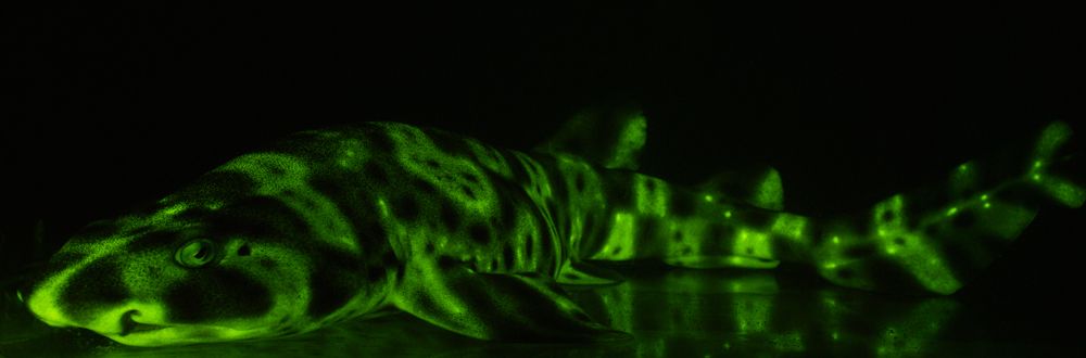 In Photos: Glow-in-the-Dark Sharks | Live Science
