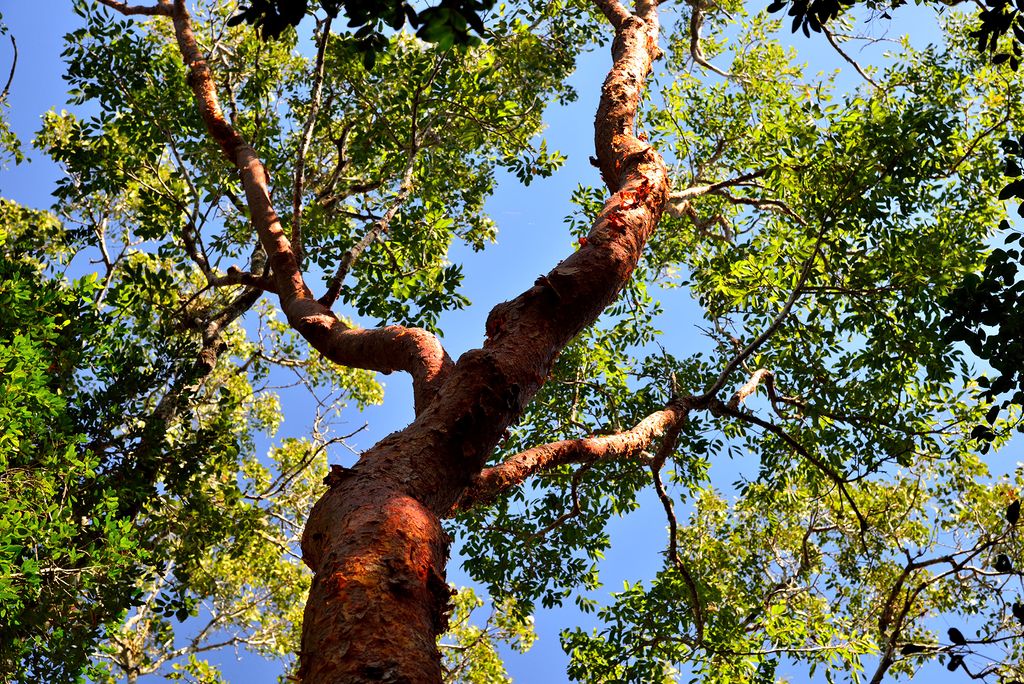 Best trees for shade: including fast-growing varieties | Homes and Gardens