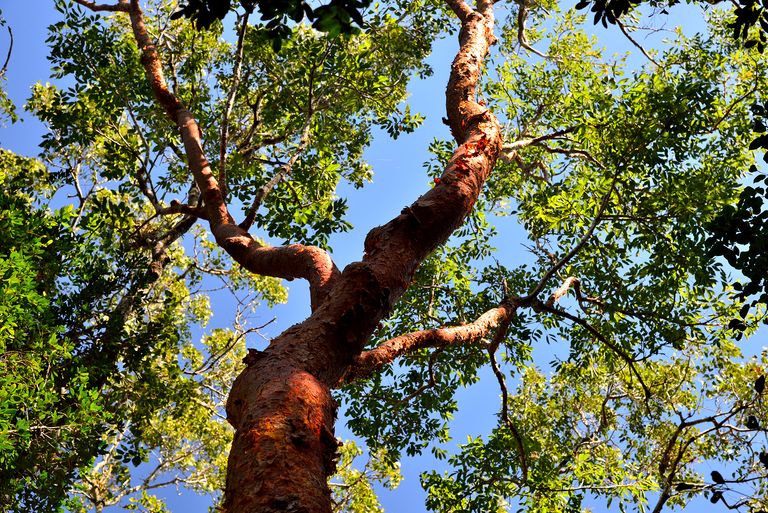 Best trees for shade: including fast-growing varieties | Homes and Gardens