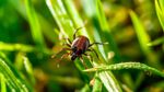 Mystery bites? How to identify what's really biting you | Tom's Guide