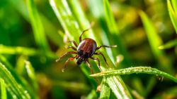 Mystery bites? How to identify what's really biting you | Tom's Guide