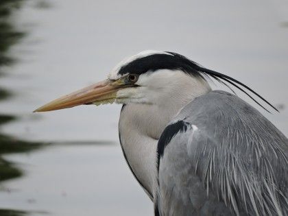 Sample images - Nikon Coolpix P600 review - Page 6 | TechRadar