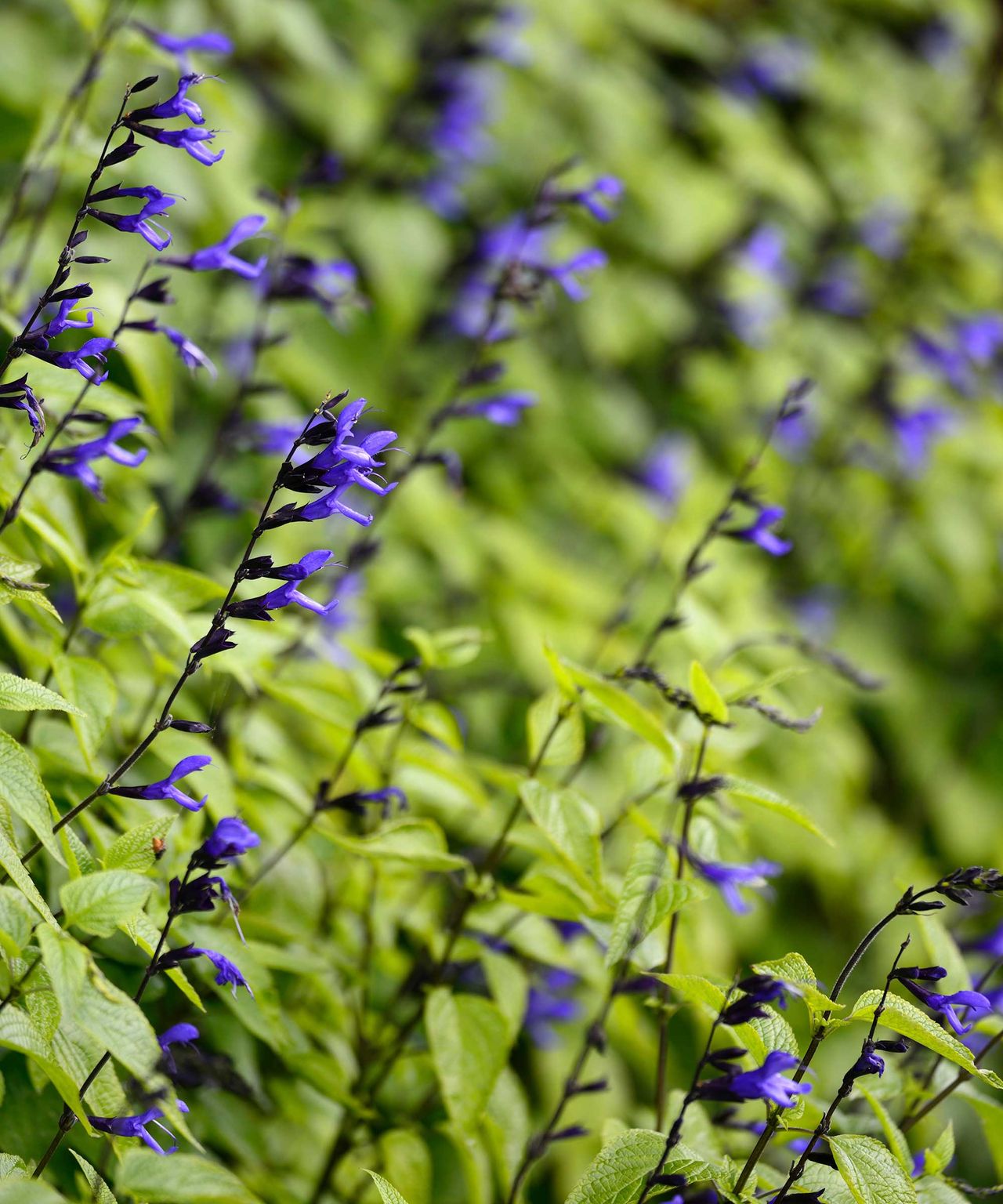 How to grow salvias: a step-by-step guide to growing these summer ...