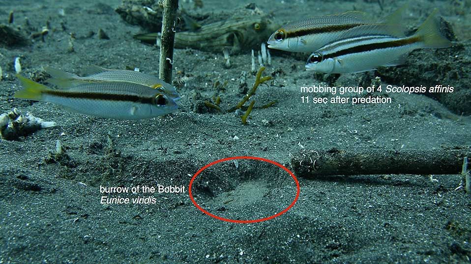 Fish Spit to Keep Monstrous 'Sarlacc' Worms Away | Live Science