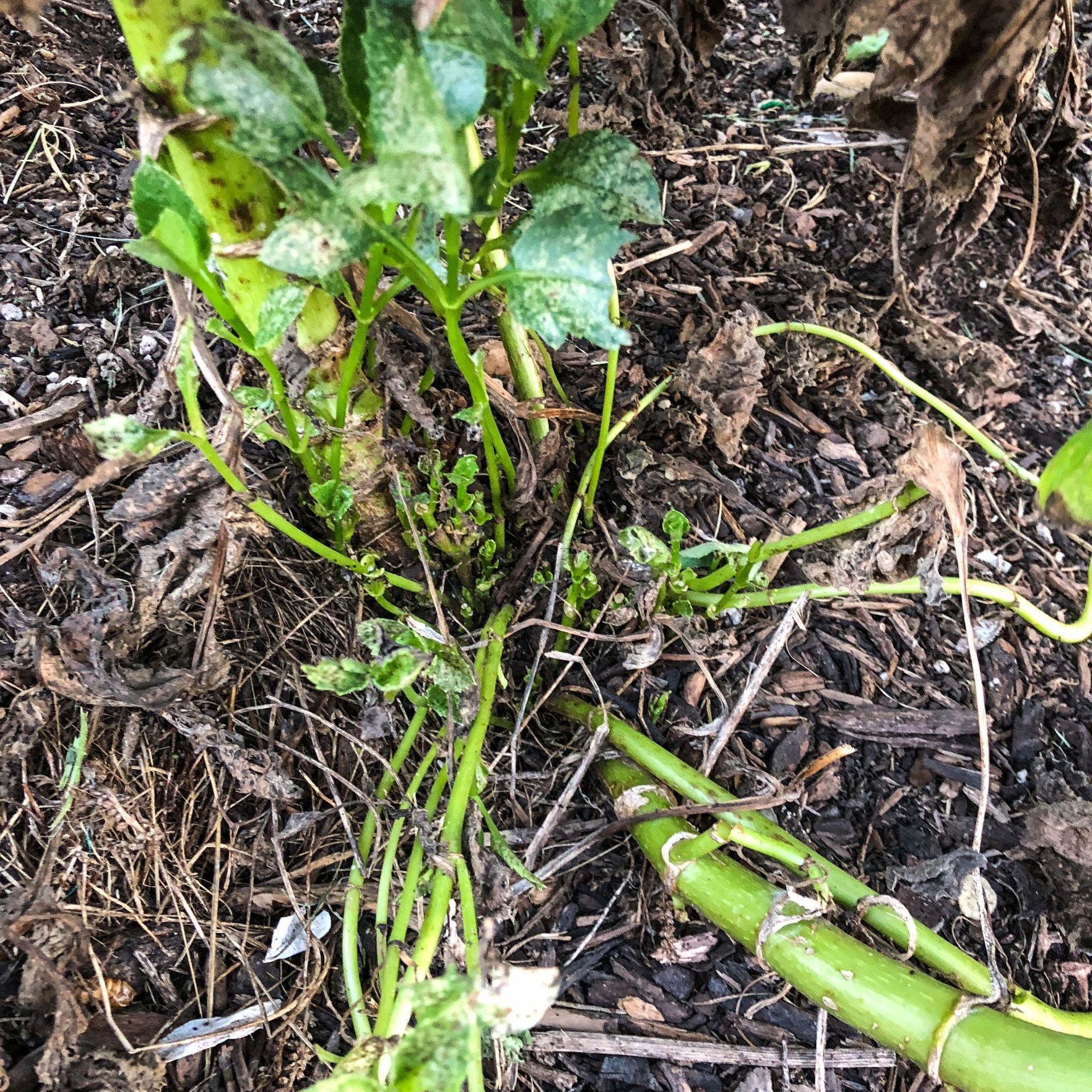 Dahlia gall could be wreaking havoc on your garden plants | Ideal Home