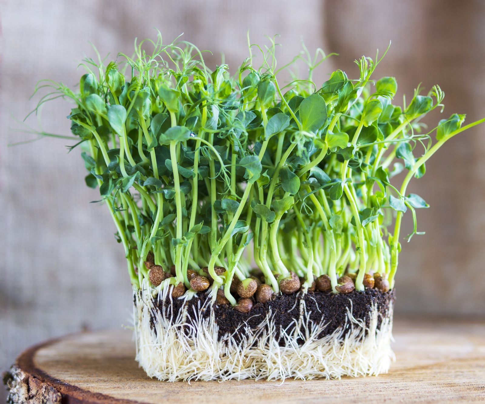 Best microgreens to grow indoors: 11 easy crops to try | Homes and Gardens