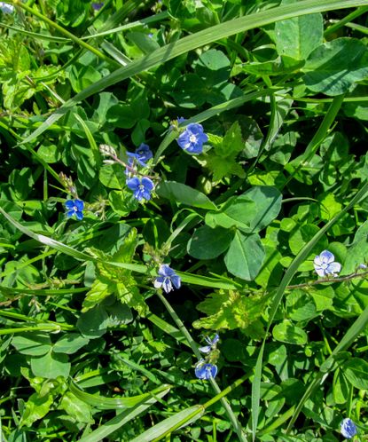 How to get rid of quackgrass: to gain control over the weed | Homes and ...