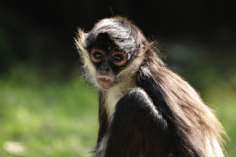 Gallery: Monkey Mug Shots | Live Science