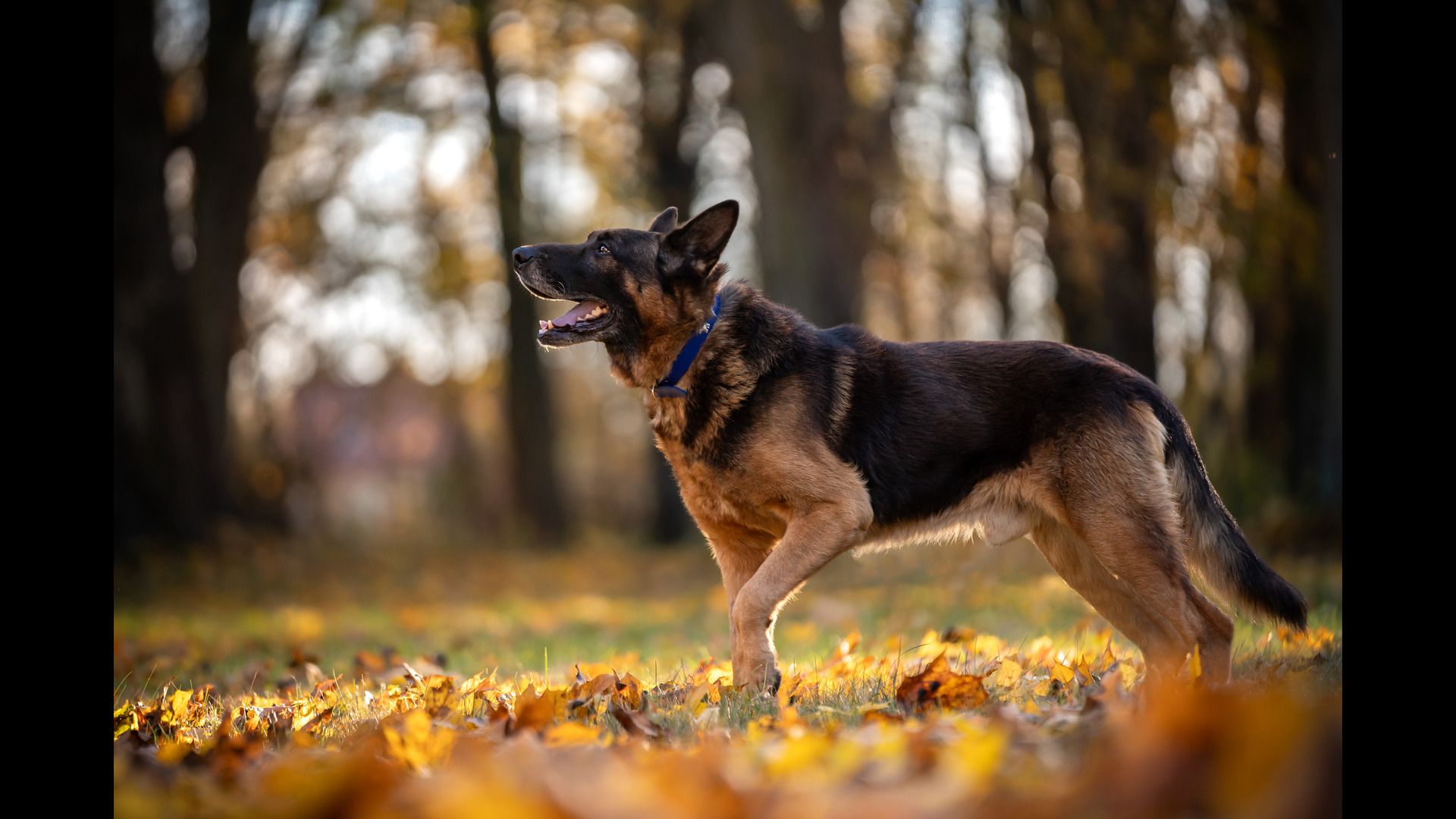 High energy dog breeds that are suited to active pet parents | PetsRadar
