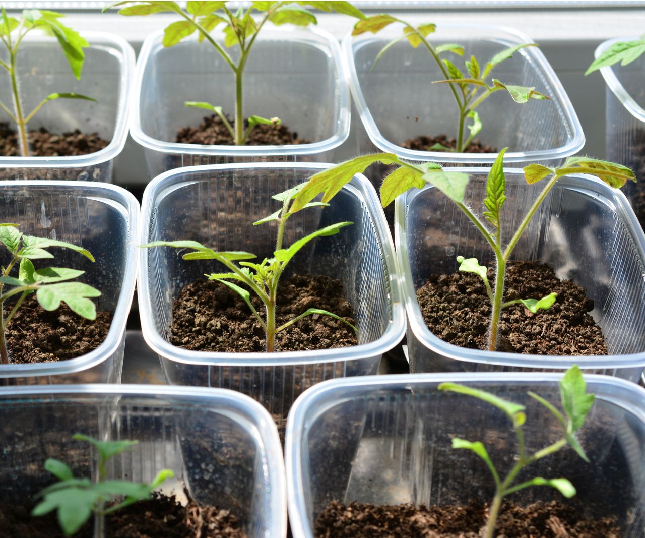 DIY seed tray ideas: 5 ideas for seed germination | Homes and Gardens