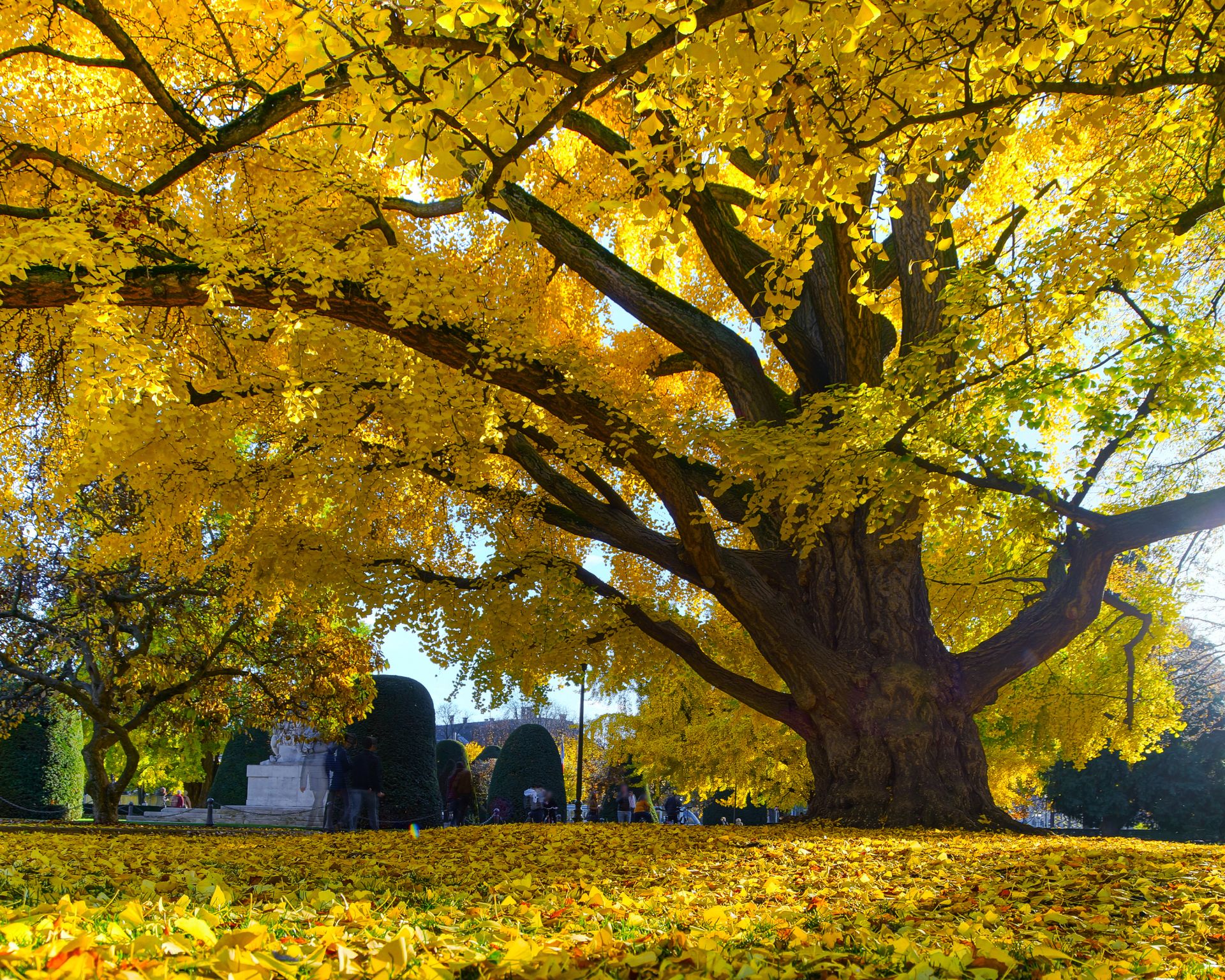 I’ve Planted 250 Trees & These 5 Big Trees Are My Favorite | Gardening ...