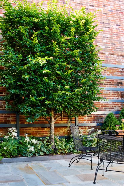 How to transplant and move garden plants | Livingetc