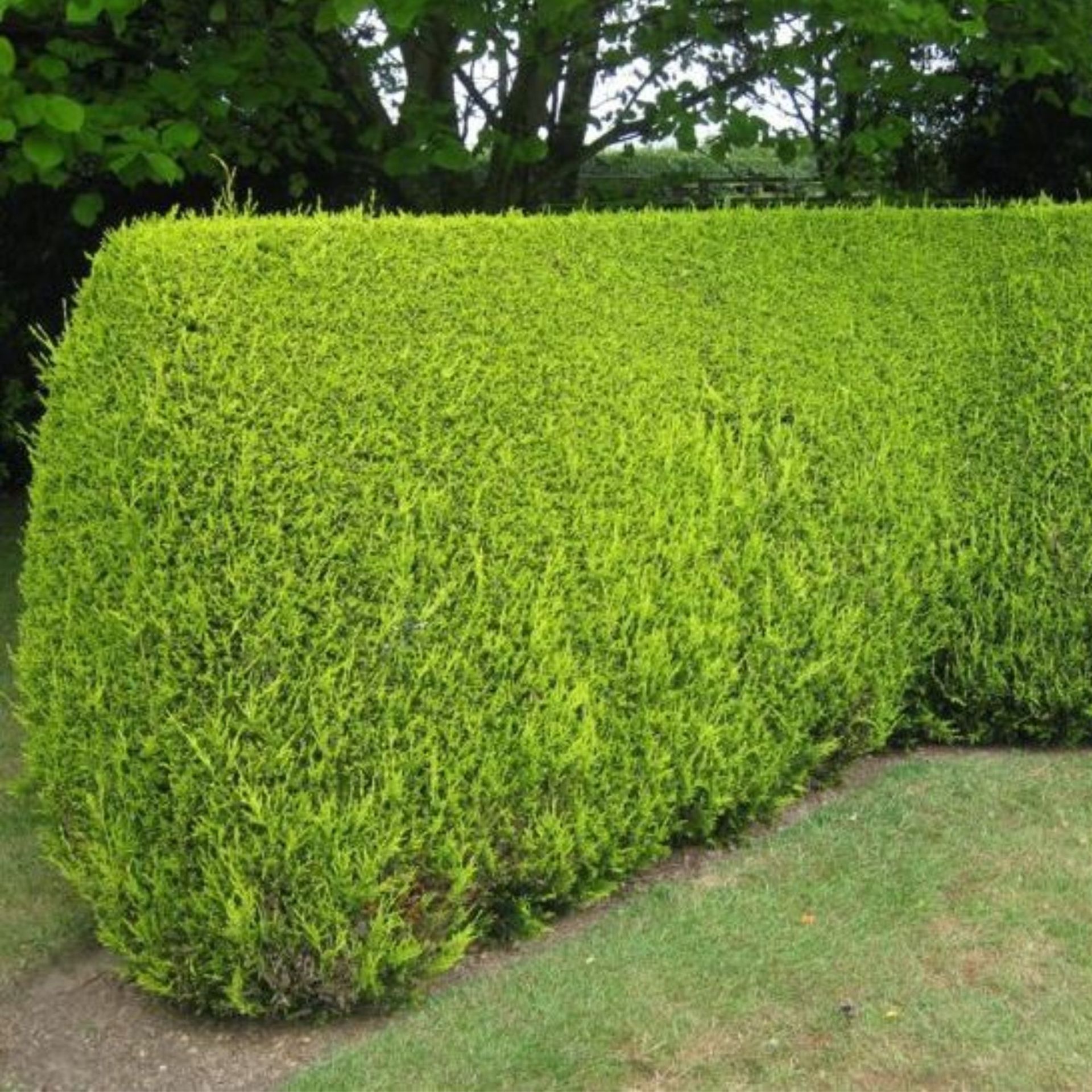 7 best fast-growing hedges to ramp up your garden's privacy | Ideal Home