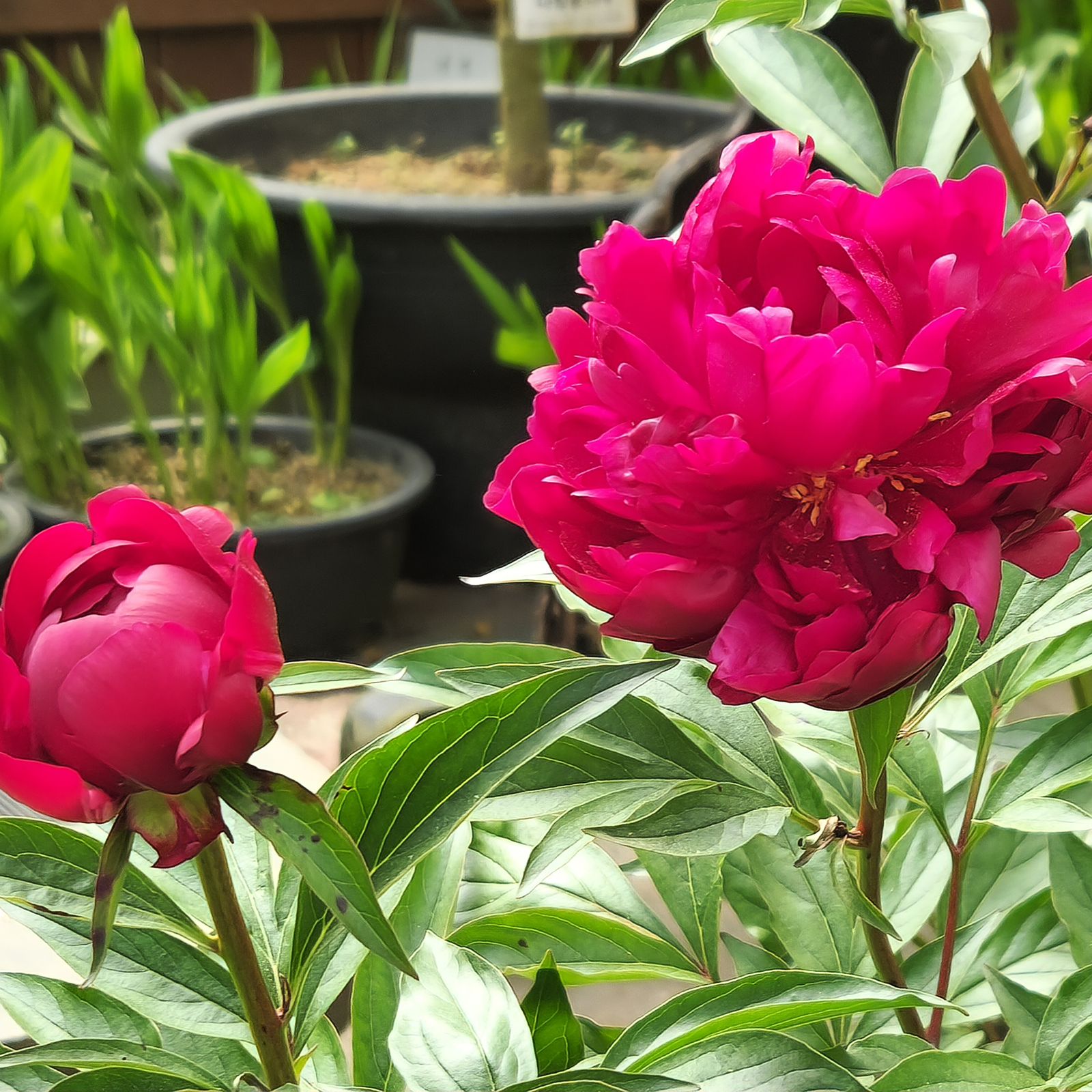 How to plant peony bulbs and why autumn is the prime time | Ideal Home