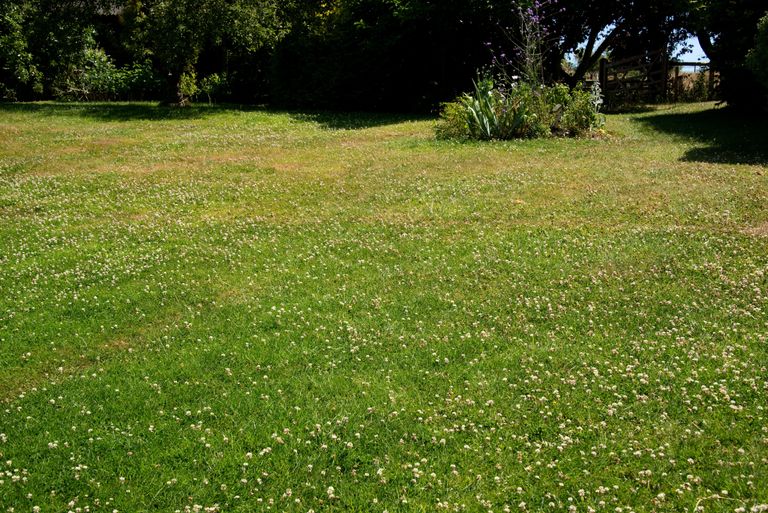 6 reasons to choose a clover lawn in your backyard over grass | Livingetc