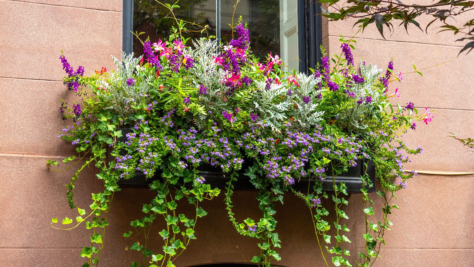 The 5 best flowers for window boxes to brighten your home | Livingetc