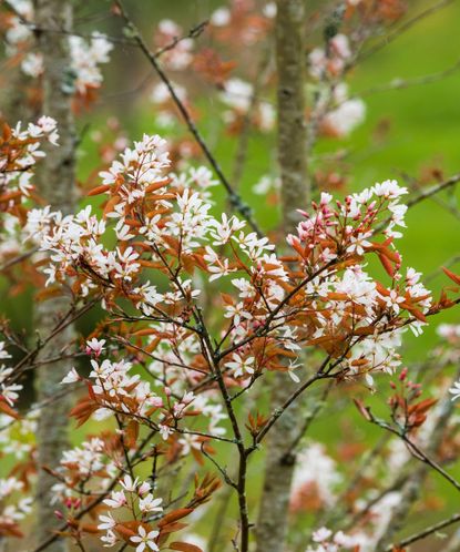 Fire-resistant trees: 6 varieties for fire-smart planting | Homes and ...
