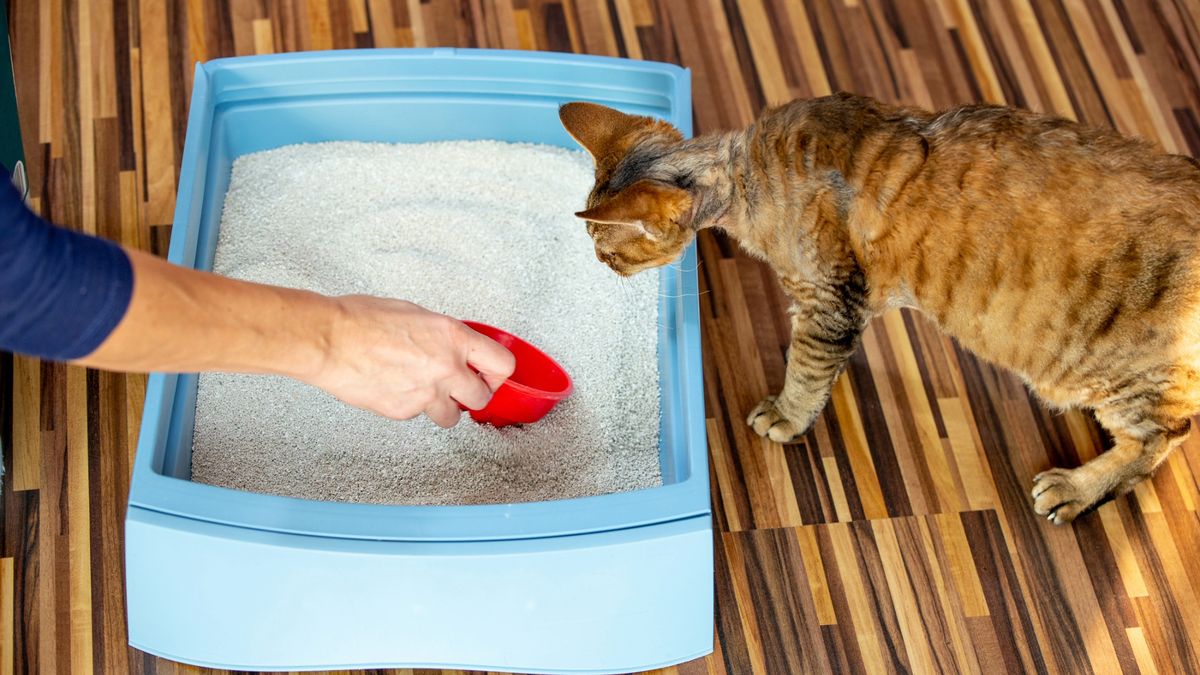 Can I use sand as cat litter? We asked a vet to find out! | PetsRadar