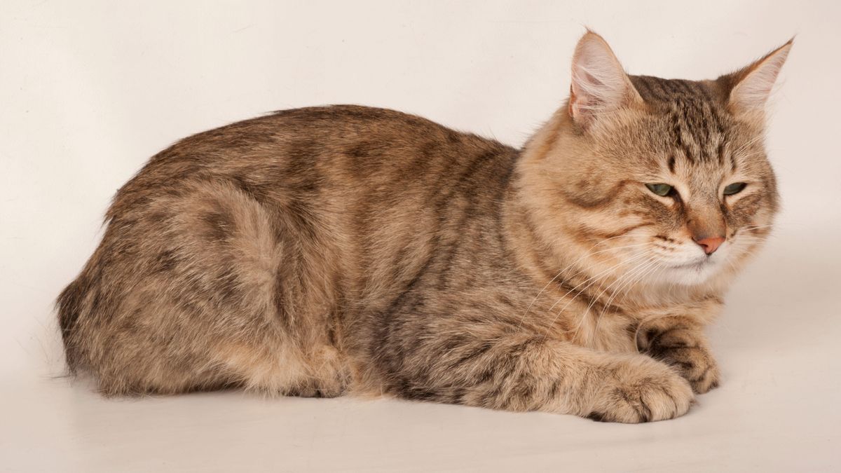 32 quietest cat breeds | PetsRadar