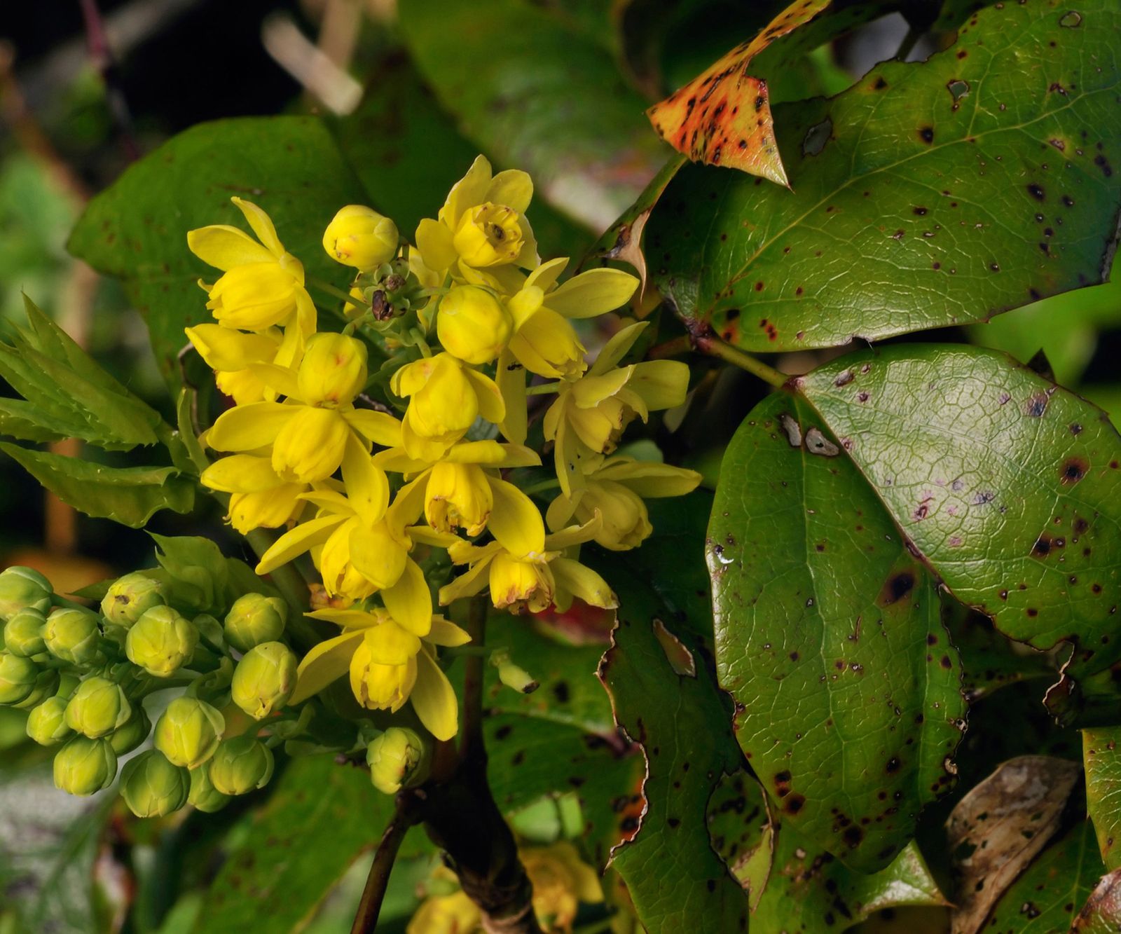 Mahonia care and growing guide: expert tips for cultivation | Homes and ...