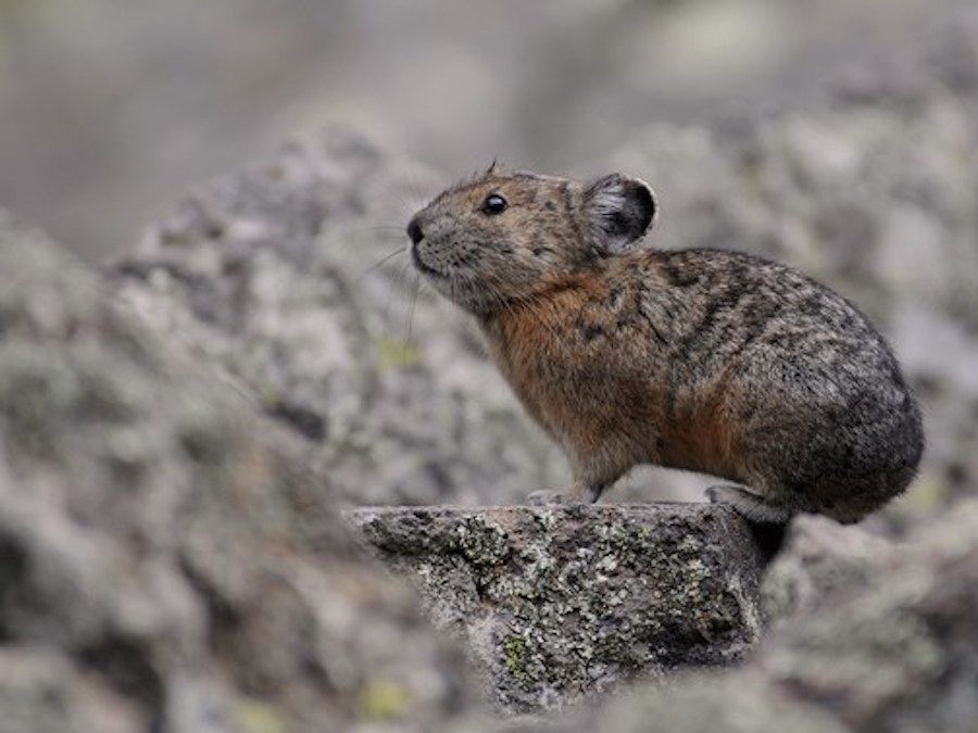 Photos of the Pika, North America's Cutest Mammal | Live Science