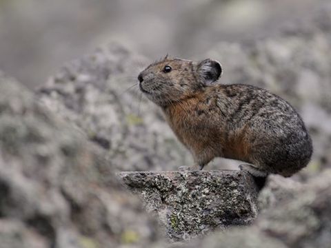 Photos of the Pika, North America's Cutest Mammal | Live Science