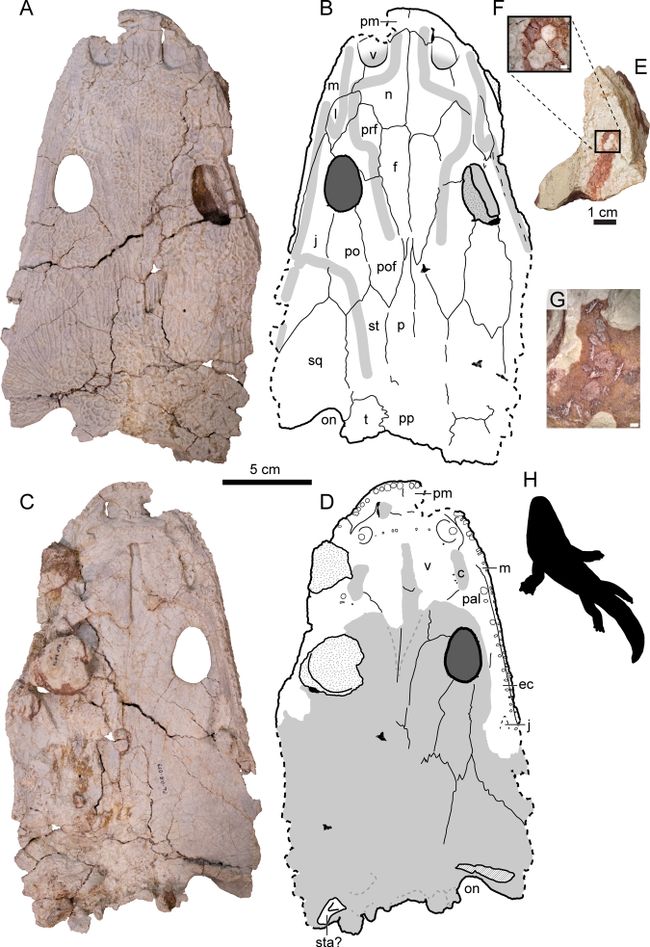 Triassic amphibians the size of alligators perished in mass die-off in ...