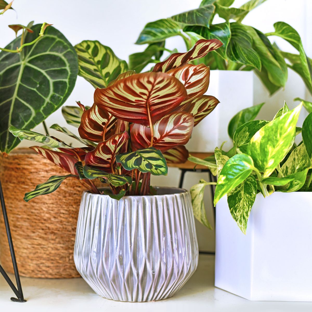 Houseplant Spring Care Guide: Spring Houseplant Maintenance | Gardening ...
