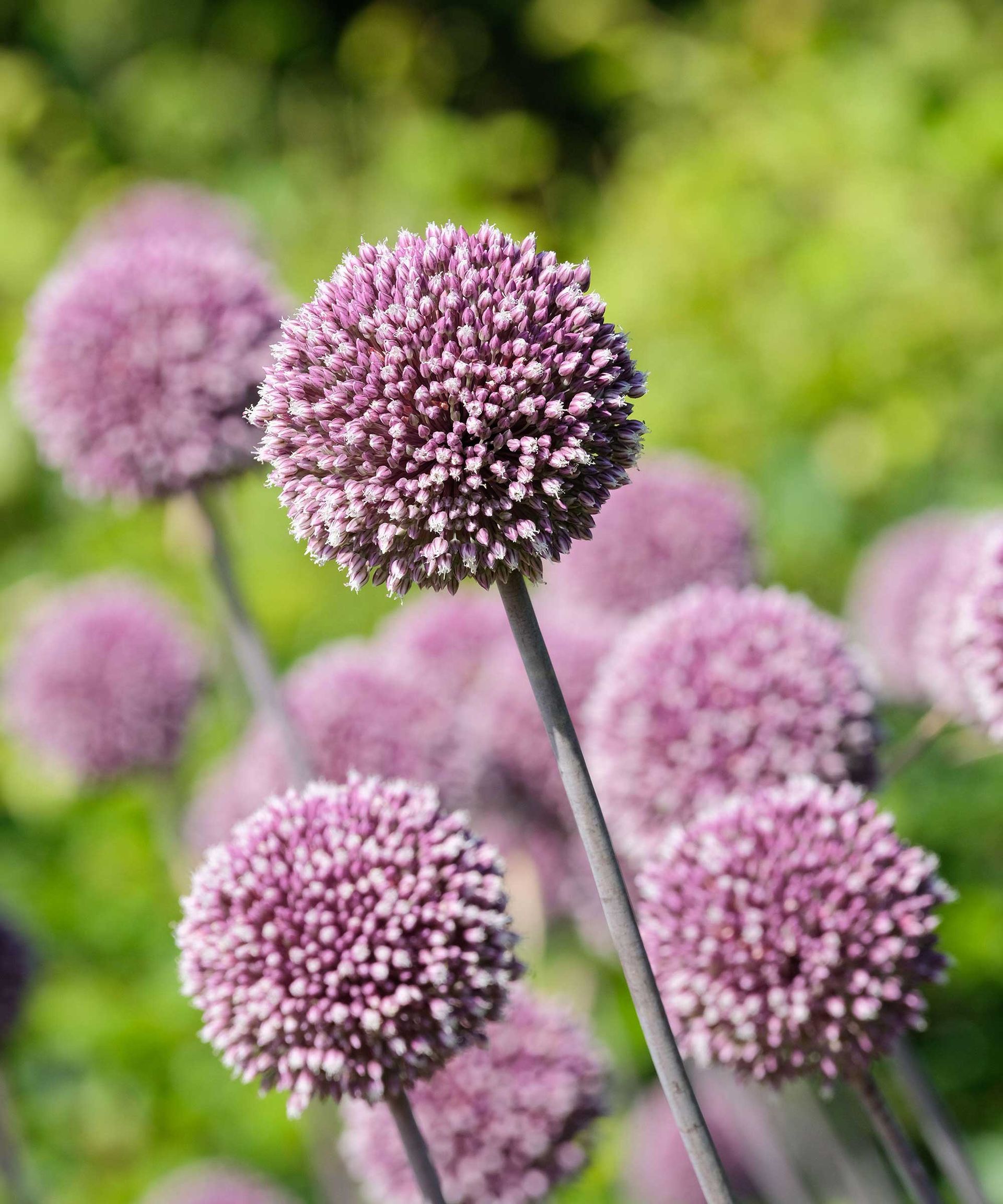 Types of alliums: 15 beautiful bulbs for your garden | Gardeningetc