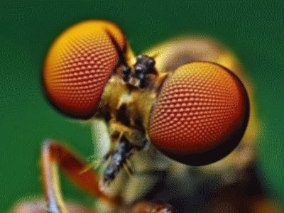 Insect-Inpired Camera Tech Has 180 Degree Field-of-View | Tom's Hardware