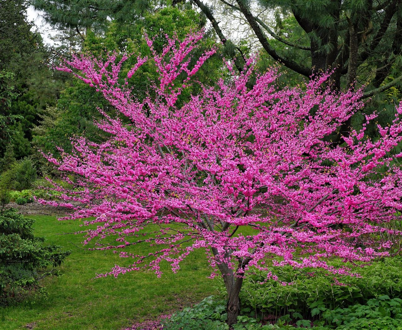 Privacy trees for small backyards – 8 tall varieties to try | Livingetc