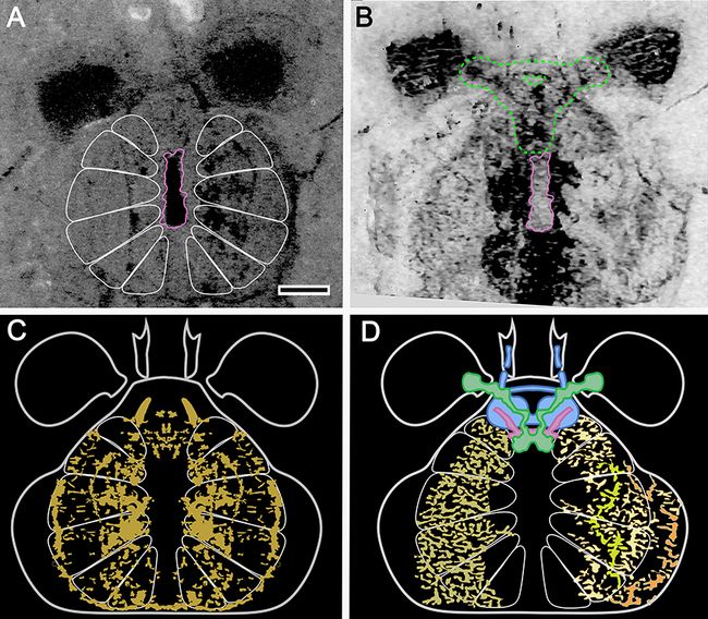 'Backward' brain of ancient sea creature hints spider ancestors evolved ...