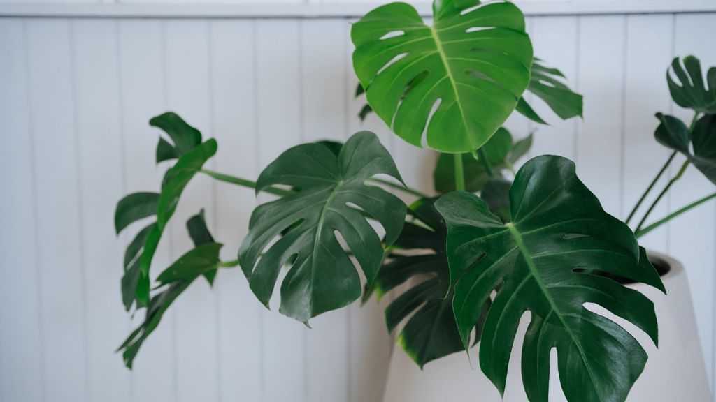 Exotic Monstera Varieties To Grow At Home | Gardening Know How
