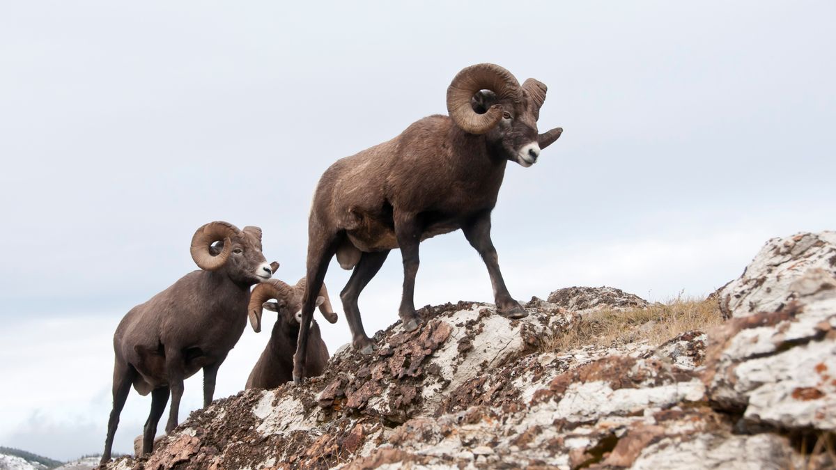 Are bighorn sheep dangerous? | Advnture