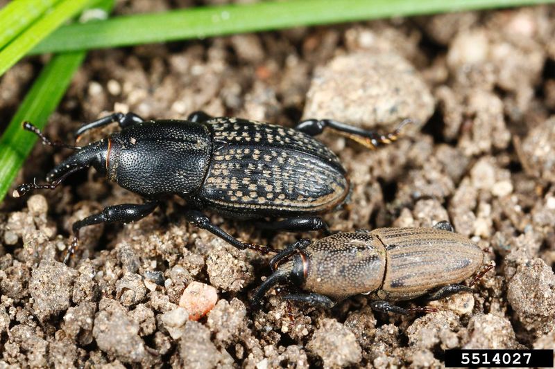 Tips & Information about Garden Pests - Page 6 | Gardening Know How