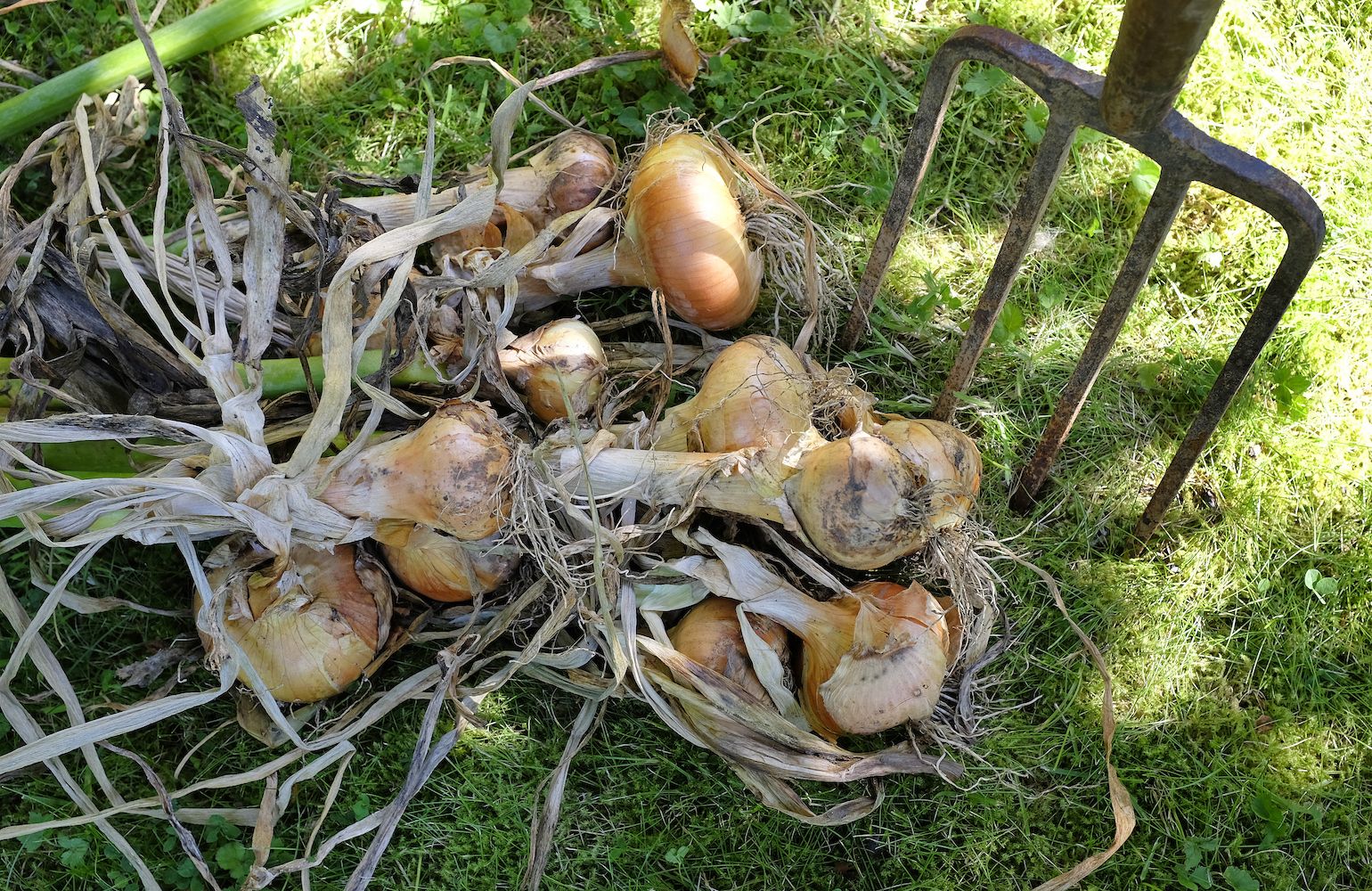 How to dry onion and garlic so you can use them all winter | Livingetc