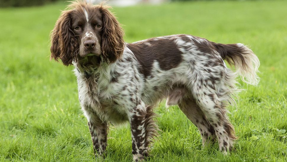 15 charming spaniel breeds | PetsRadar