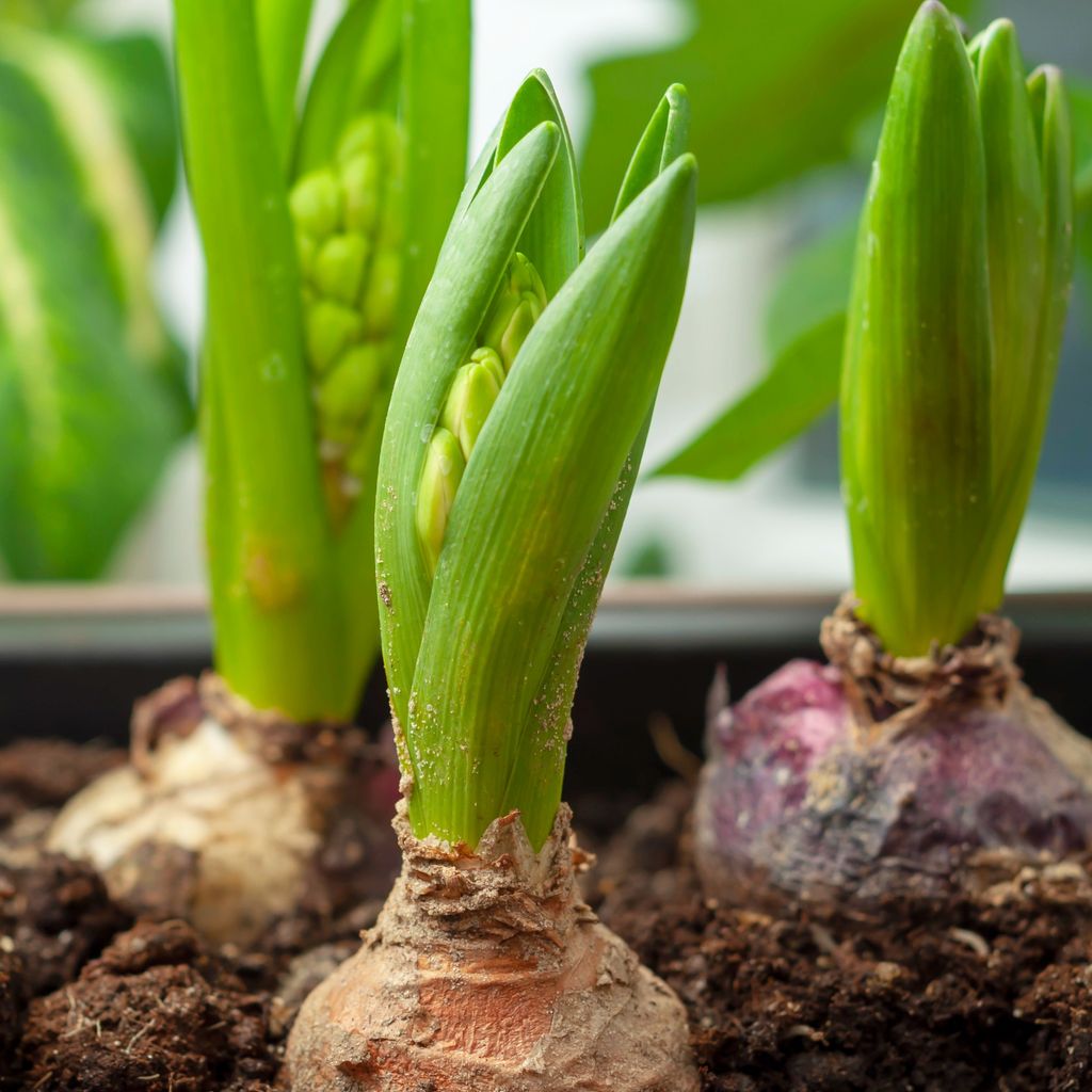 How to plant hyacinth bulbs the right way for bright blooms | Ideal Home