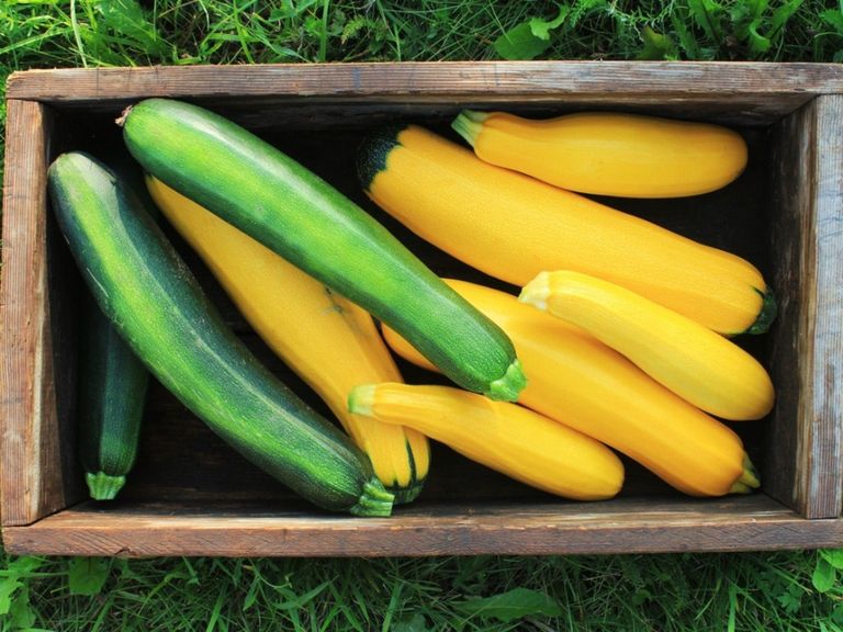 Squash Versus Zucchini: Difference Between Zucchini And Squash ...