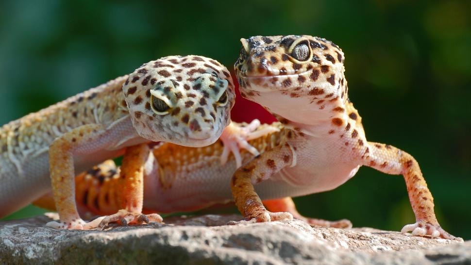 Best pet reptiles: 5 species that are great for beginners | PetsRadar