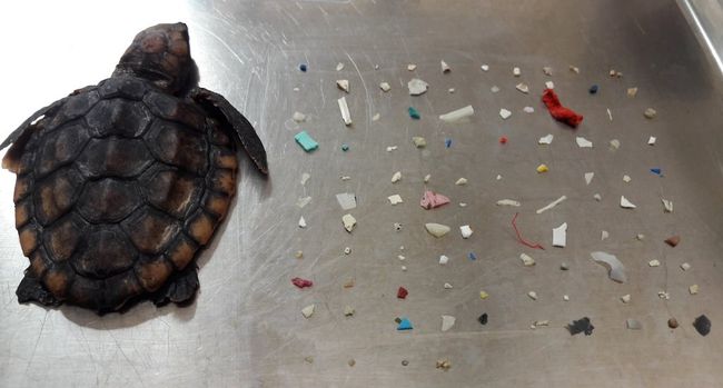 Depressing Image Shows Dead Baby Sea Turtle Found with 104 Pieces of ...