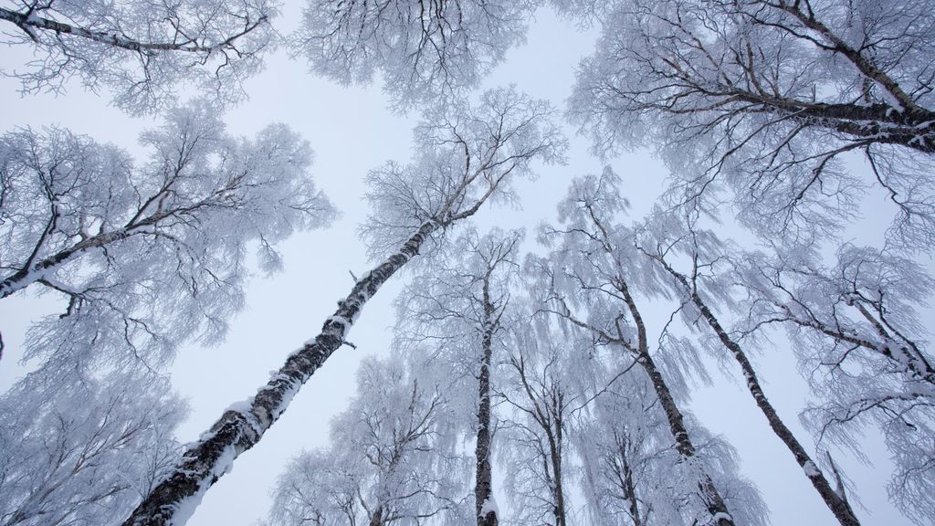 What Are Exploding Trees, and Should You Be Concerned | Homes and Gardens