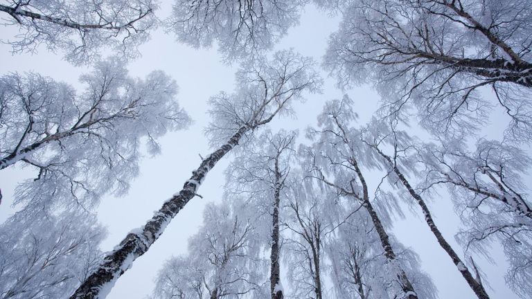 What Are Exploding Trees, and Should You Be Concerned | Homes and Gardens